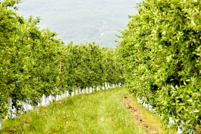 Apple Trees Protected with Bordeaux Mix, Orchard Stock Image - Image of ...