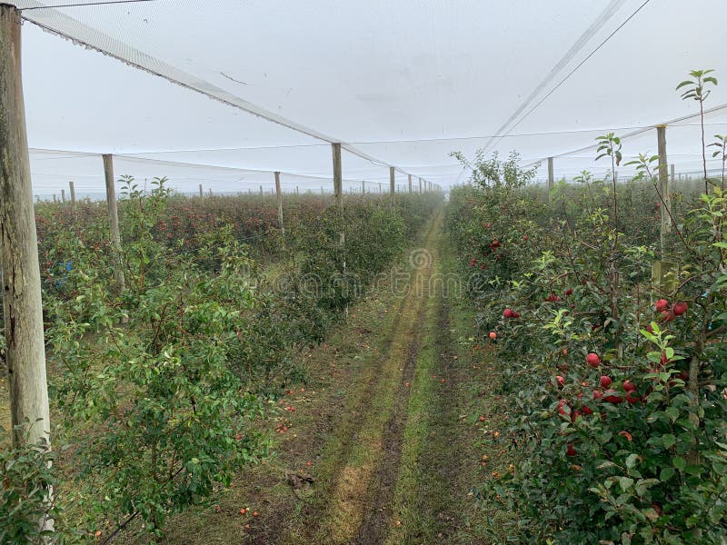Inside an Apple Orchard Under the Hail Netting Stock Photo - Image of ...