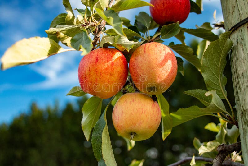 Apple Trees with Red Apples in the Fall Stock Image - Image of garden ...
