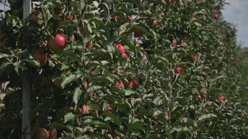 Apple Trees with Red Apples in Orchard Stock Photo - Image of healthy ...