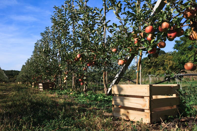 Apple Trees Row with Boxes for Fruits Stock Photo - Image of garden ...