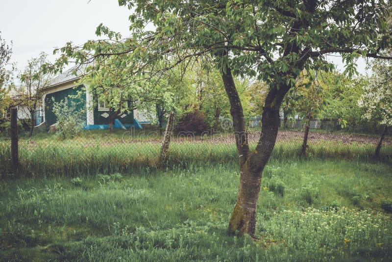 Apple Trees in a Rural Garden. Stock Photo - Image of farming, healthy ...