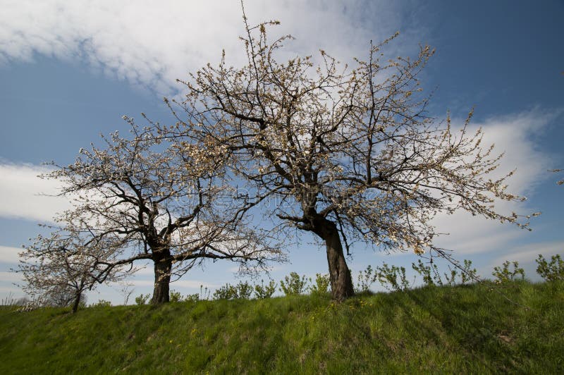 Empty Apple Trees in Late November Stock Photo - Image of agriculture ...