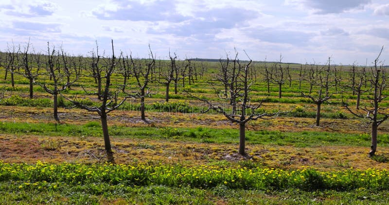 Apple Trees in the Spring in the Orchard Stock Video - Video of season ...