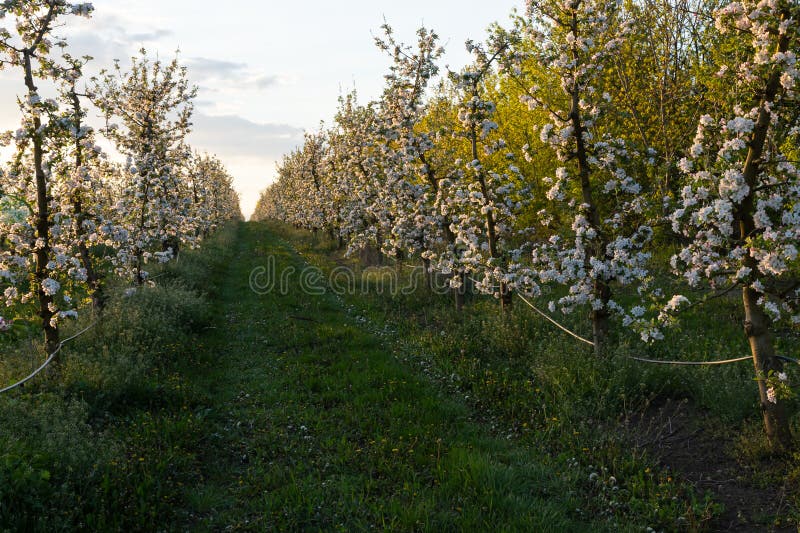 Apple Trees in the Spring in the Orchard, Young Apple Trees on a ...