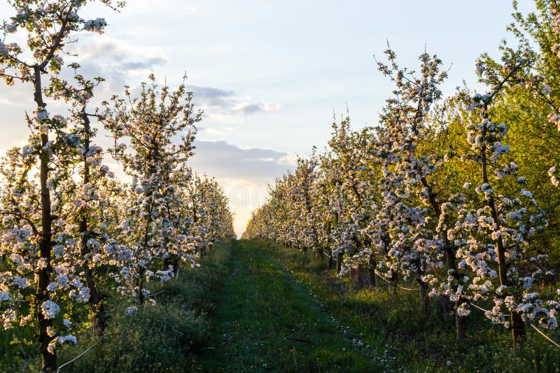 Apple Trees in the Spring in the Orchard, Young Apple Trees on a ...