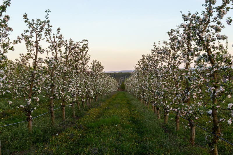 Apple Trees in the Spring in the Orchard, Young Apple Trees on a ...