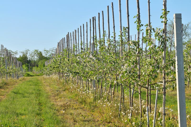 Apple trees in springtime stock photo. Image of park - 28790822