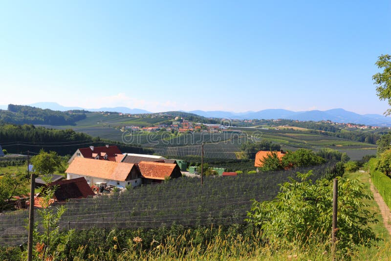 Apple Trees stock image. Image of growing, farmland, close - 33317021