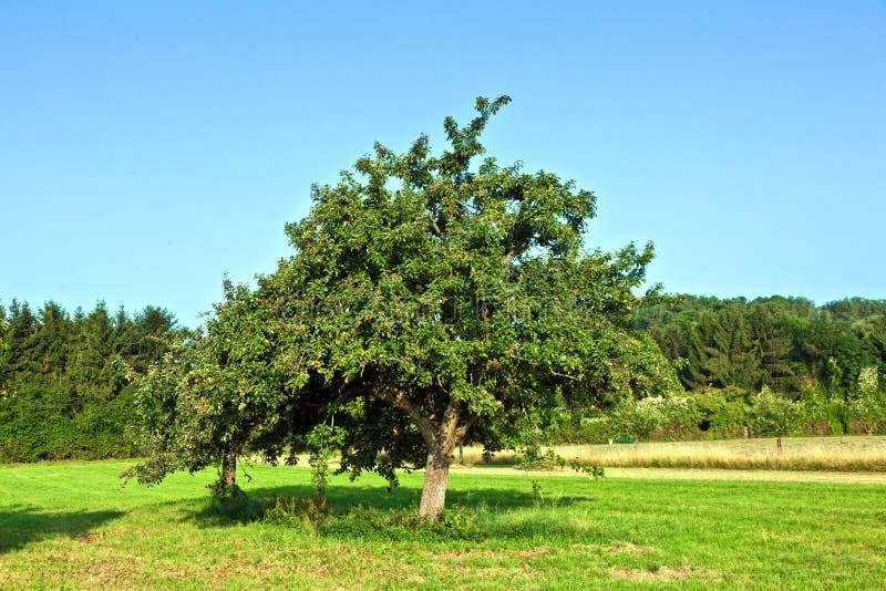 Apple trees in summer stock image. Image of fresh, fall - 55424633