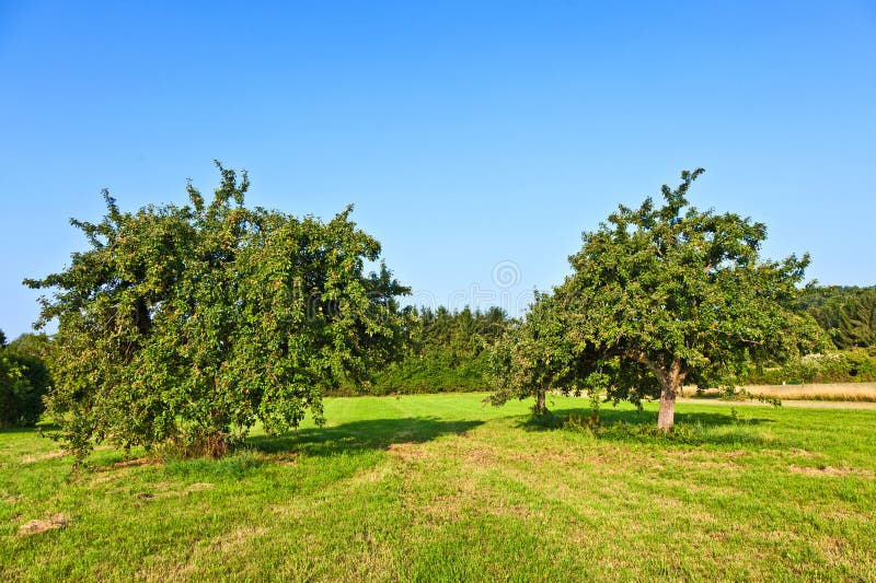 Apple trees in summer stock photo. Image of hesse, health - 20708868