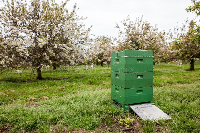 An bee box stock photo. Image of flowers, nature, apple - 119738542