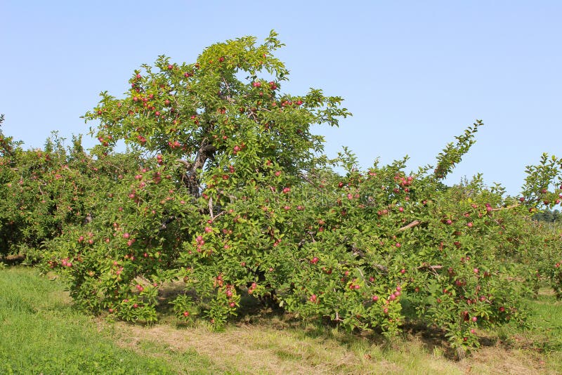 Apple trees stock photo. Image of apple, crop, tree, branch - 99111440