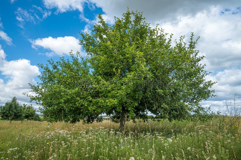 2 trees in valley stock photo. Image of foreground, fence - 83498848