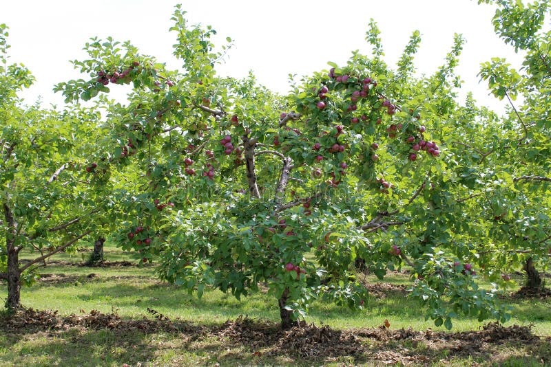 Apple trees stock image. Image of orchard, lots, green - 98736771