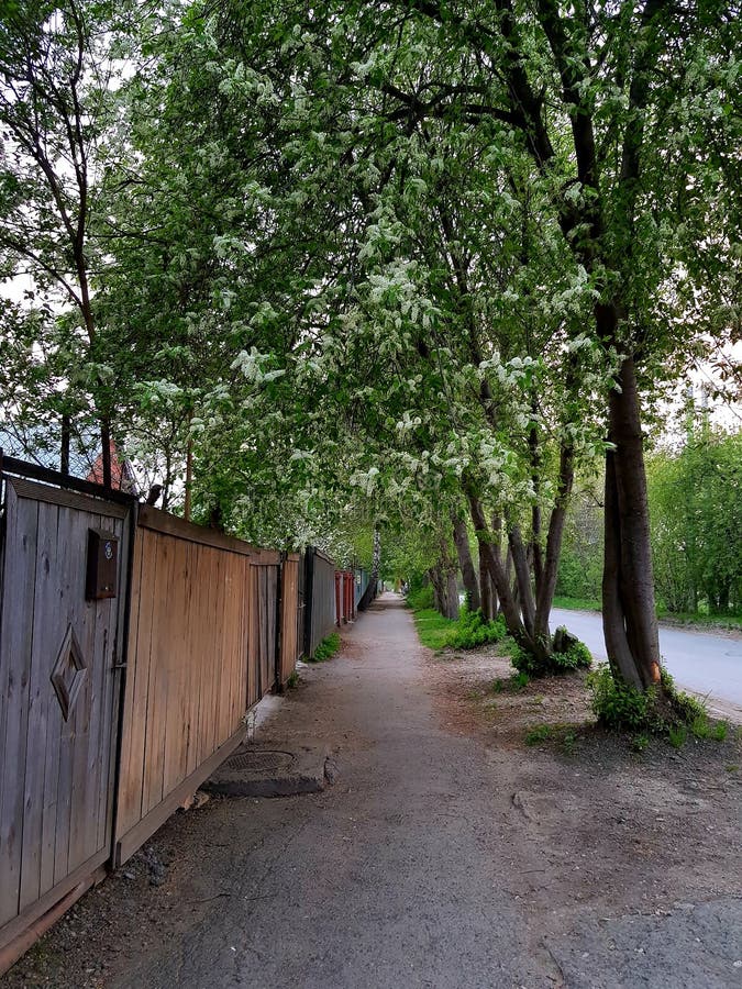 Apple Trees with White Flowers Along the Path Stock Photo - Image of ...