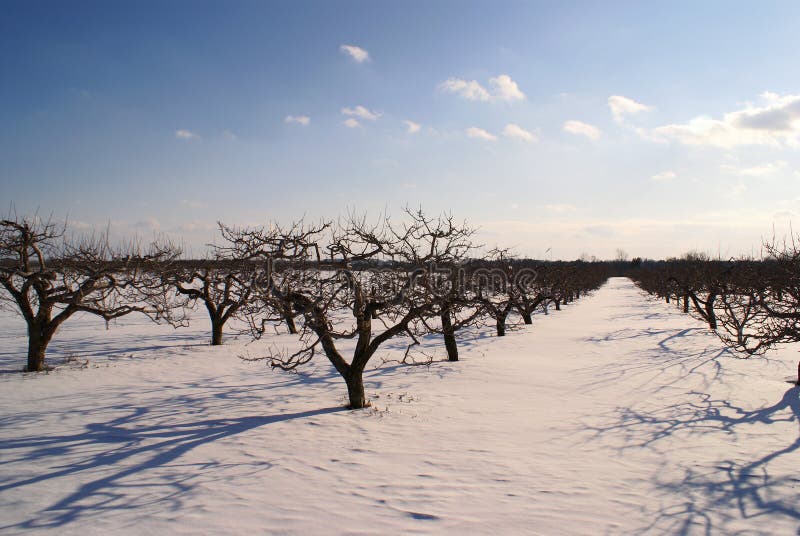 Apple Trees on Winter with Blue Clouds Stock Image - Image of season ...