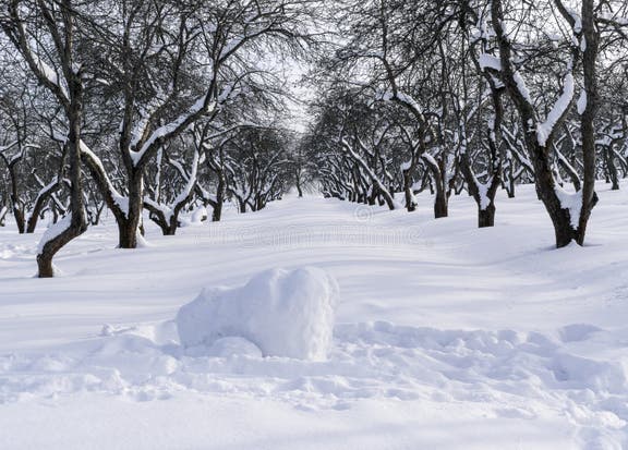 Apple trees in winter stock image. Image of garden, orchard - 161626895