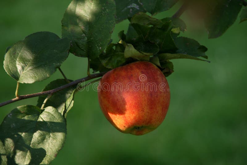 Apple on a twig in autumn. stock photo. Image of leaf - 112548826