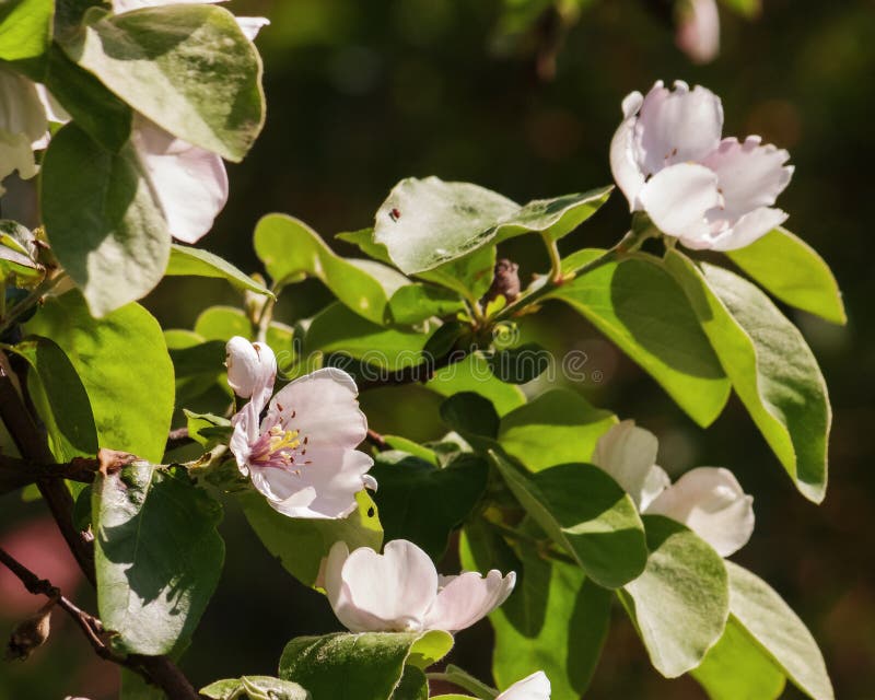 Apple Twig in Blossom Closeup Stock Image - Image of background ...