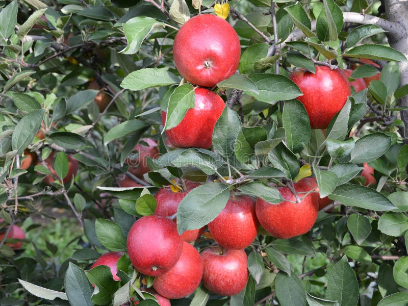 Apple variety Idared stock image. Image of stem, idared - 36752059