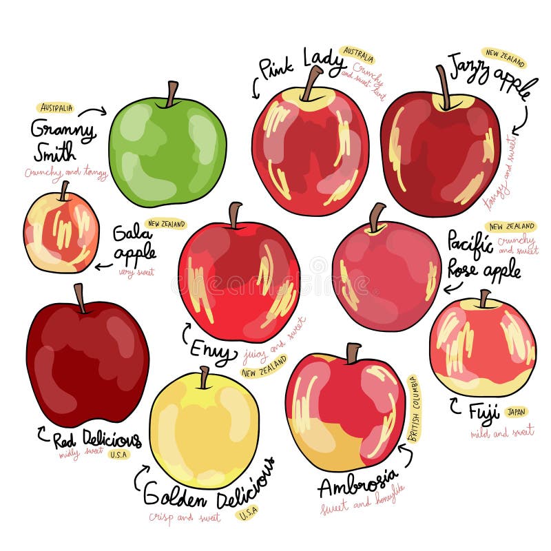 Apple Variety Types Vector Illustration Stock Vector - Illustration of ...