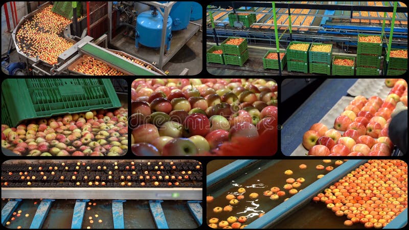 Highly Automated Apple Packing House Facility - Photo Collage Stock ...