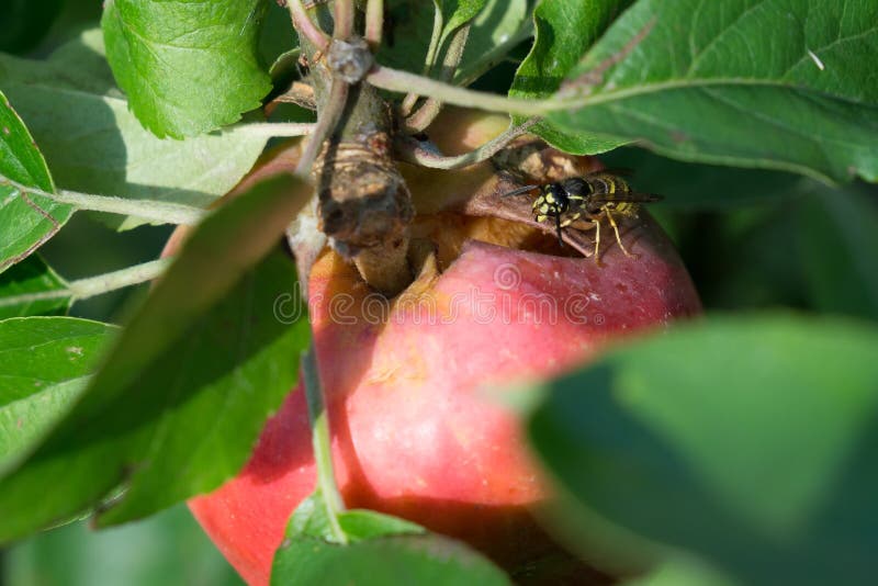 Apple with wasp stock photo. Image of wasp, insect, food - 43193928