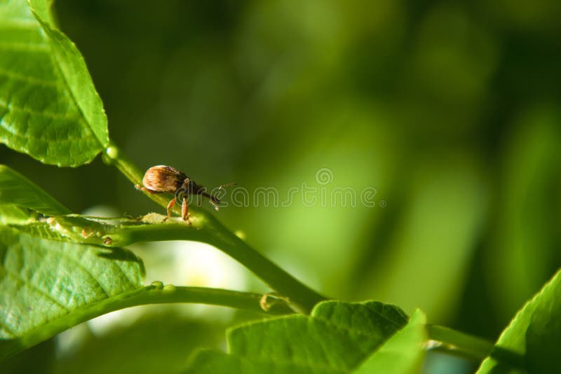 The Apple Weevil Sits on an Apple Tree Branch. Stock Photo - Image of ...