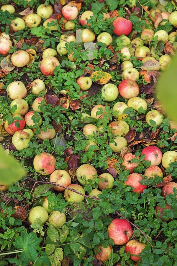 Rich harvest of apples stock photo. Image of plants - 130597366