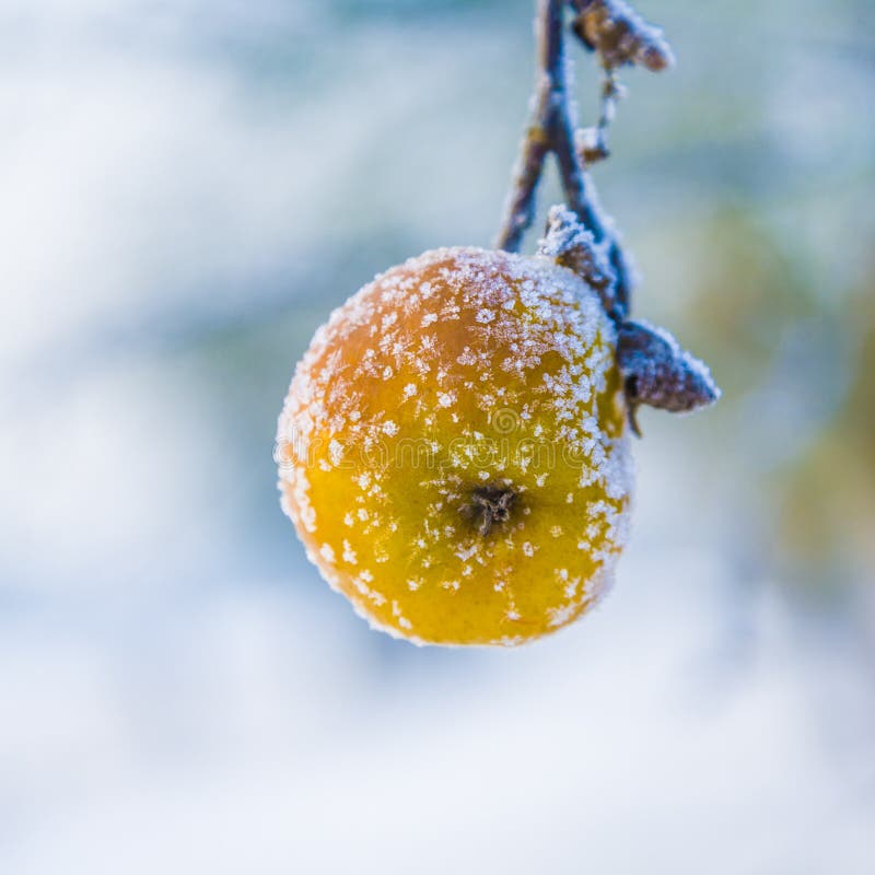 Apple in Winter with Ice Crystals Stock Image - Image of orchard ...