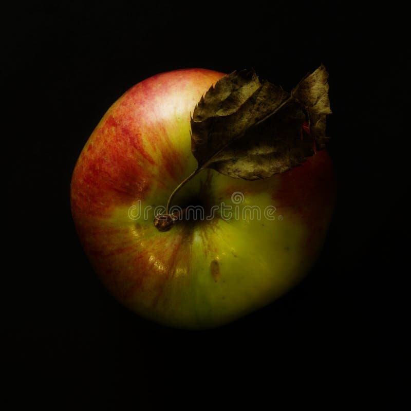 Withered apple. stock photo. Image of white, inedible - 11239866