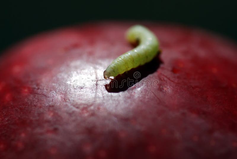 Free Animals (Insects) pictures, photos & images - Royalty-Free and ...