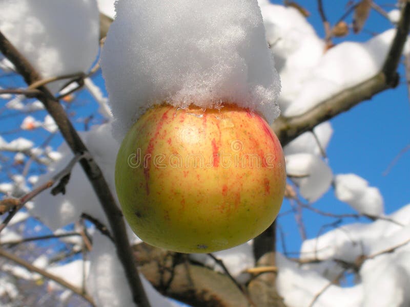 Manzana Congelada Cubierta Con Nieve En Una Rama En El Invernadero ...