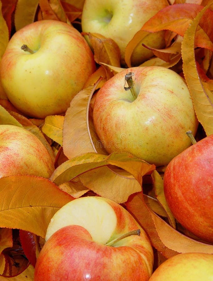 Apples on autumn leaves stock image. Image of apple, lush - 26706079