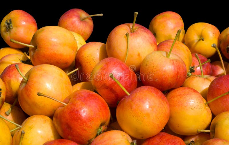 Apples 10 stock photo. Image of outdoor, aromatic, succulent - 11117944