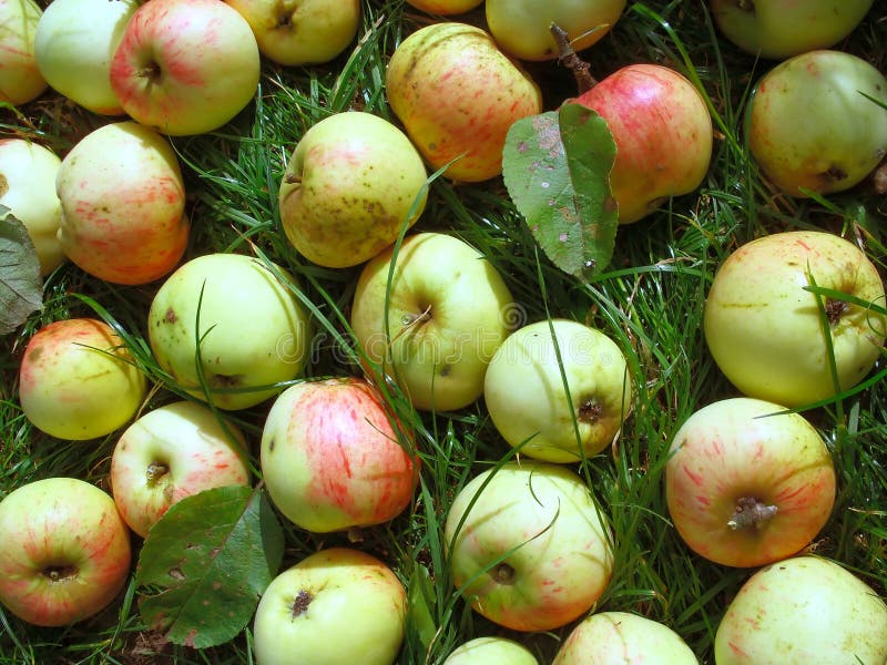 Apples stock photo. Image of autumn, crop, round, fruit - 11148318