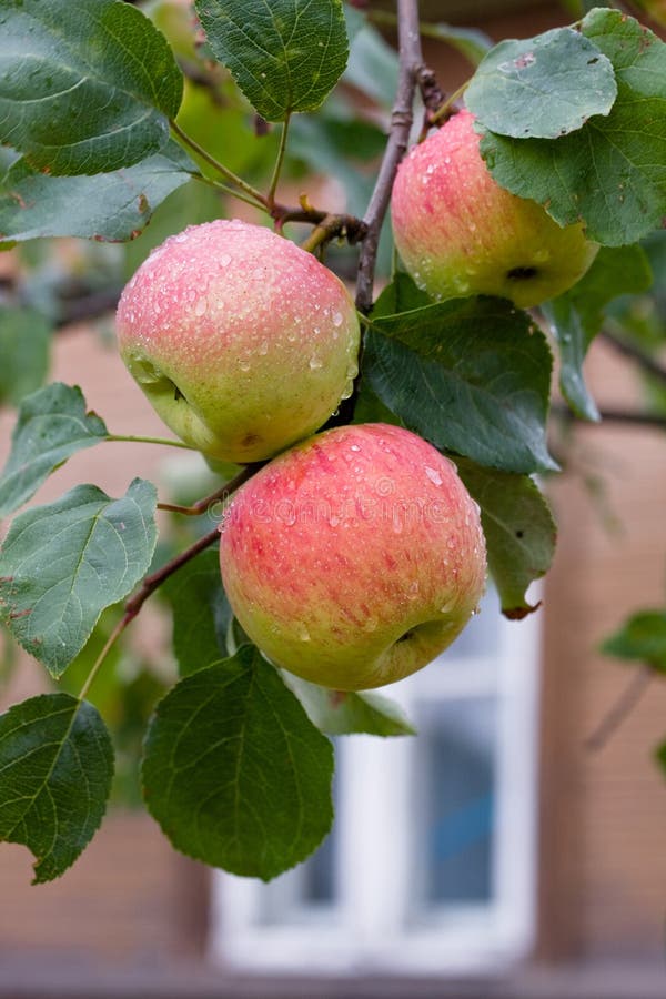 Apples stock photo. Image of gordon, tree, malus, apple - 15914640
