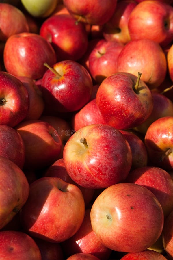 Red Apples stock image. Image of edible, fresh, flavor - 11195785