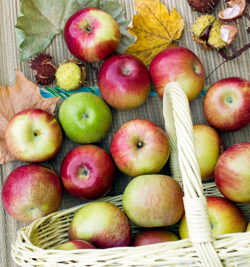 Apples on autumn leaves stock image. Image of apple, lush - 26706079