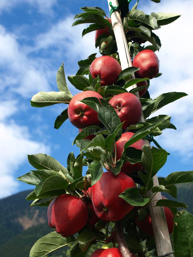 Apples stock photo. Image of vitamins, tirol, stark, fruit - 24247494