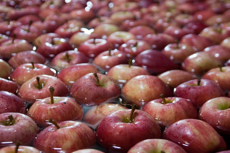 Apples stock photo. Image of harvest, apples, storage - 24449680