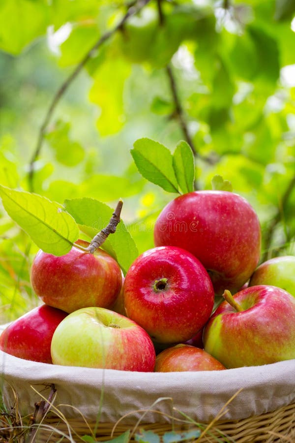 Apples stock image. Image of vine, harvest, apple, garden - 26248025
