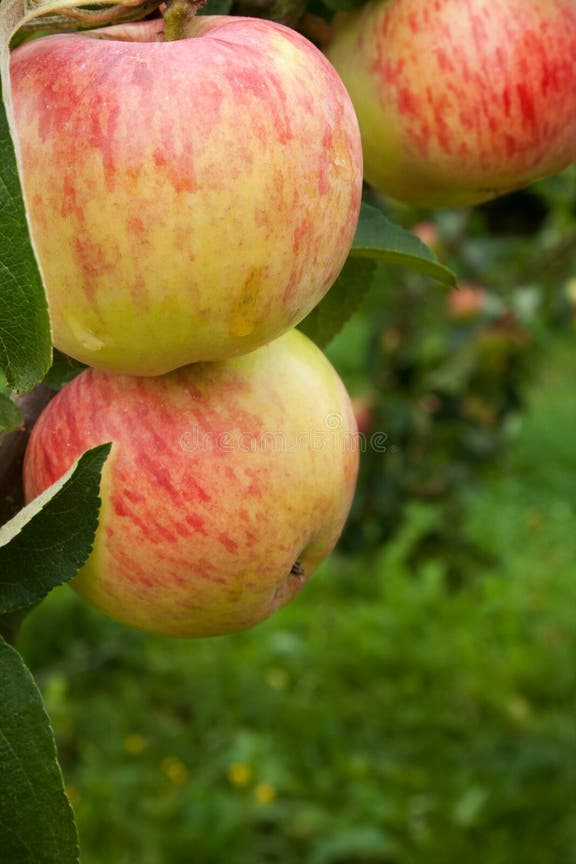 Apples stock image. Image of fruit, mcintosh, peach, tree - 27906717
