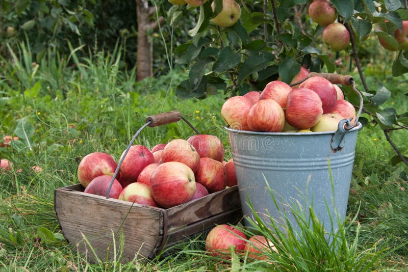 Apples stock image. Image of leaf, bucket, fruit, tree - 27989165