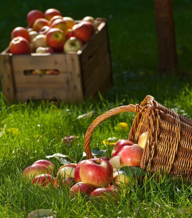 Apples stock image. Image of fruit, apple, carrier, green - 28641243