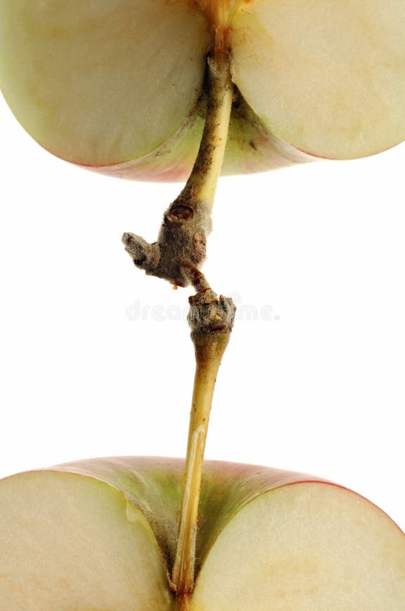 Apples stock image. Image of vitamins, reach, stalk, fresh - 518615