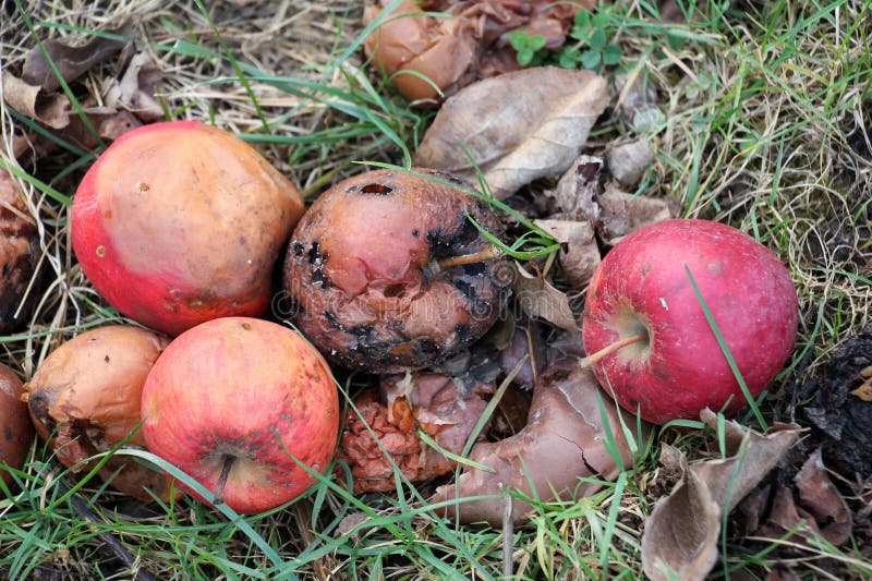 Fruit Rot of Apples Damaged by Moniliosis (Monilinia Stock Photo ...