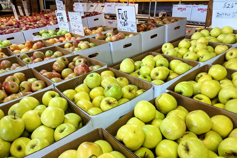 Apples from the Apple Harvest for Sale Stock Image - Image of smith ...