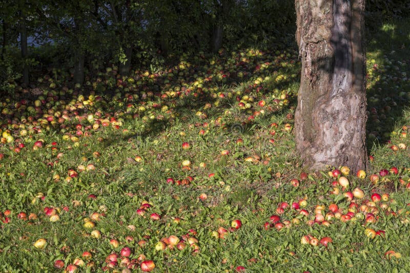 Apples stock image. Image of meadow, apples, crop, basket - 60979243